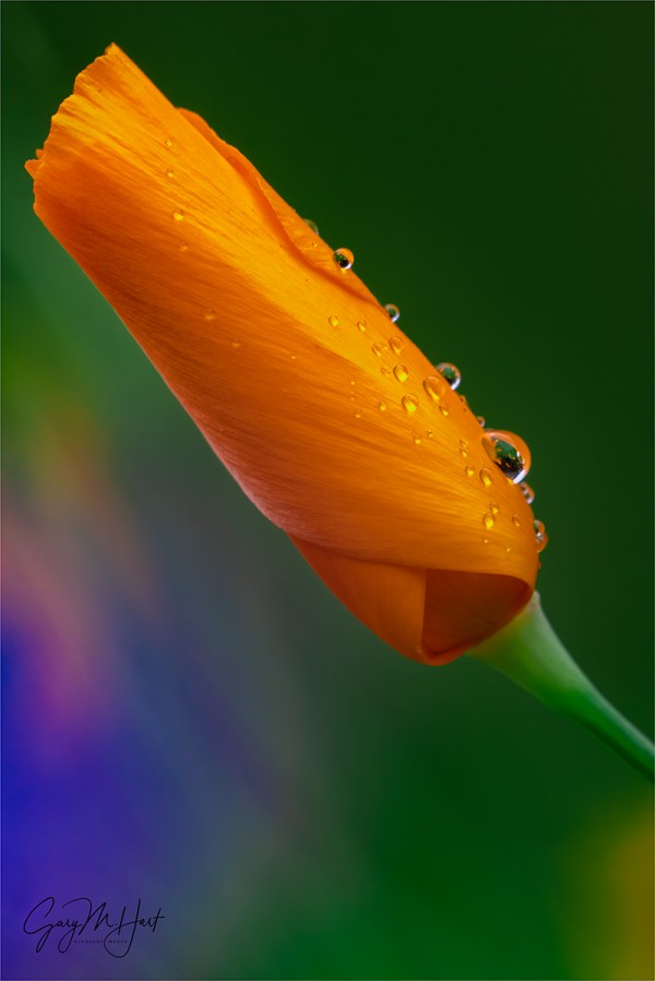 Live-view Focus | Eloquent Images by Gary Hart